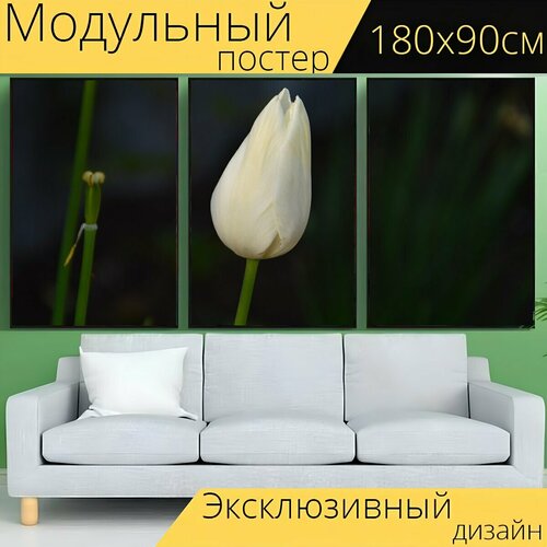 Модульный постер "Белый тюльпан, тюльпан, весна" 180 x 90 см. для интерьера