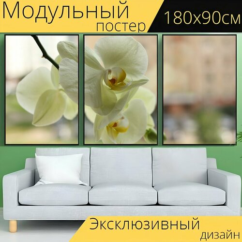 Модульный постер "Цветы, орхидея, цвести" 180 x 90 см. для интерьера