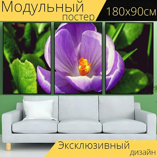 Модульный постер "Крокус, цветок, весна" 180 x 90 см. для интерьера