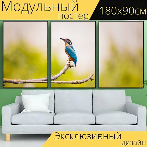 Модульный постер "Зимородок, птица, ветви" 180 x 90 см. для интерьера
