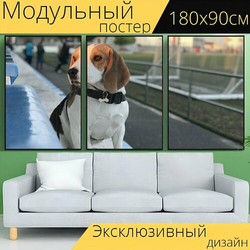 Модульный постер "Бигл, собака, щенок" 180 x 90 см. для интерьера