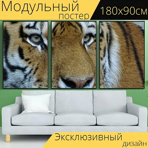 Модульный постер "Животные, тигр, большой кот" 180 x 90 см. для интерьера
