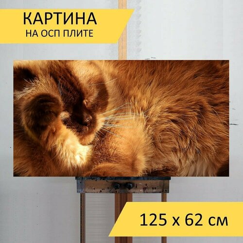 Картина на ОСП 125х62 см. "Британская короткошерстная кошка, кот, домашняя кошка" горизонтальная, для интерьера, с креплениями