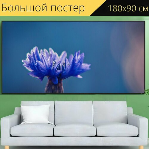 Большой постер "Васильки, синий цветок, цветок" 180 x 90 см. для интерьера