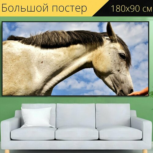 Большой постер "Пони, плесень, лошадь" 180 x 90 см. для интерьера
