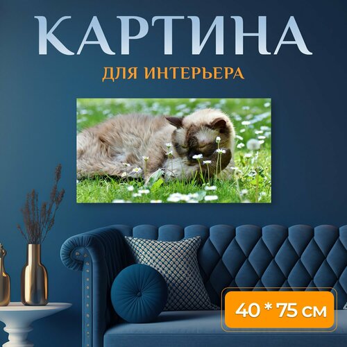 Картина на холсте "Кот, кошка породы, британская короткошерстная кошка" на подрамнике 75х40 см. для интерьера