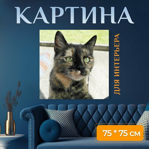 Картина на холсте "Кот, животное, портрет животных" на подрамнике 75х75 см. для интерьера