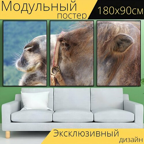 Модульный постер "Верблюд, животное, тень" 180 x 90 см. для интерьера