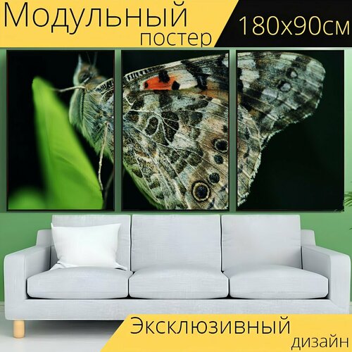 Модульный постер "Бабочка, макро, насекомое" 180 x 90 см. для интерьера