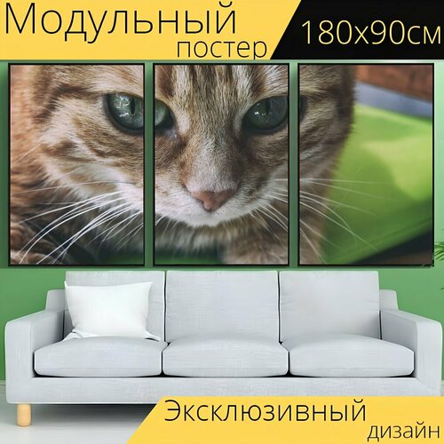 Модульный постер "Кот, красный макрель табби, домашняя кошка" 180 x 90 см. для интерьера