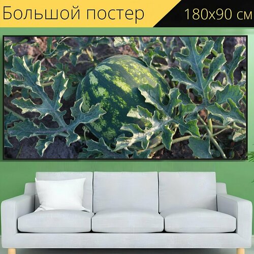 Большой постер "Арбуз, огород, растения" 180 x 90 см. для интерьера