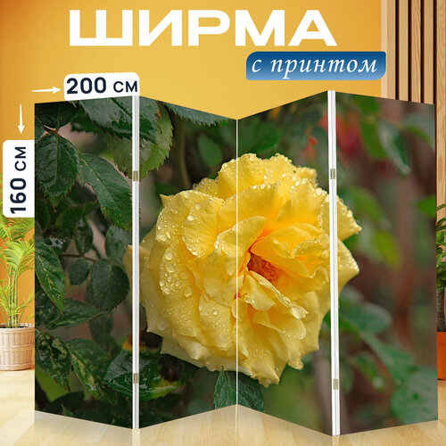 Ширма перегородка с принтом "Цветы, роза, сад" на холсте - 200x160 см. для зонирования, раскладная