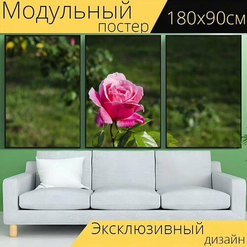 Модульный постер "Роза распускается, лепестки роз, цветок" 180 x 90 см. для интерьера