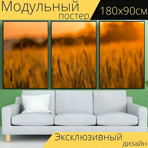 Модульный постер "Пшеница, поле, трава" 180 x 90 см. для интерьера