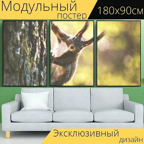 Модульный постер "Белка, животное, грызун" 180 x 90 см. для интерьера