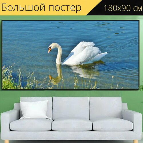 Большой постер "Лебедь, птица, водоплавающая птица" 180 x 90 см. для интерьера