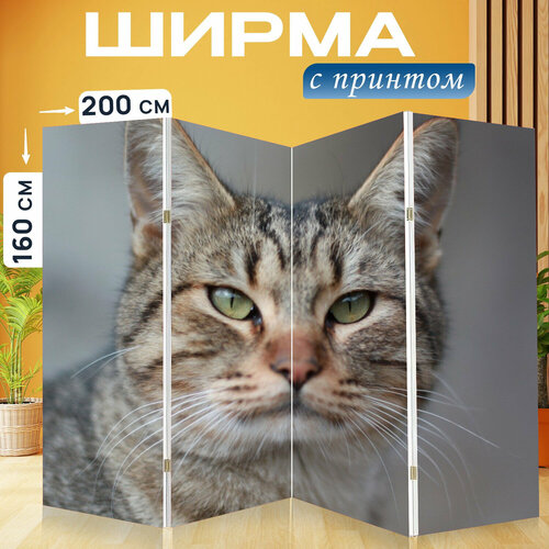 Ширма перегородка с принтом "Кошка, кошачий, лицо" на холсте - 200x160 см. для зонирования, раскладная