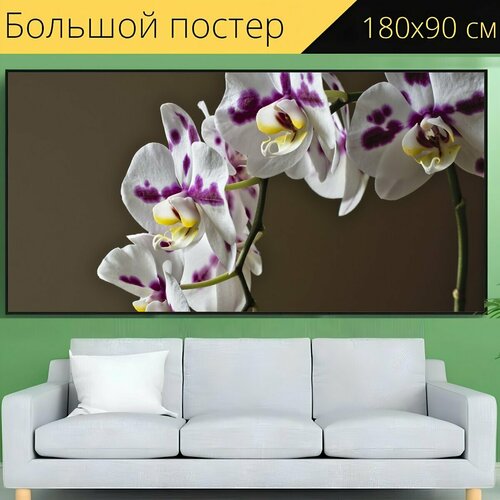Большой постер "Орхидея, фаленопсис, цвести" 180 x 90 см. для интерьера