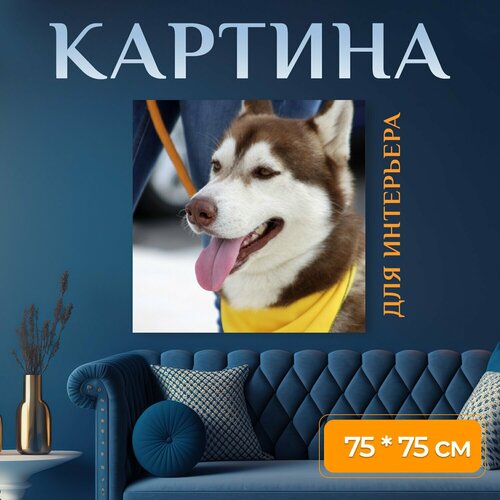Картина на холсте "Смешное лицо, сибирский хаски, дрессировка собак" на подрамнике 75х75 см. для интерьера