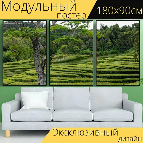 Модульный постер "Природа, пейзаж, чай" 180 x 90 см. для интерьера
