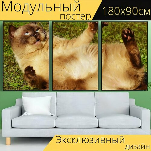 Модульный постер "Кот, британская короткошерстная кошка, играть" 180 x 90 см. для интерьера