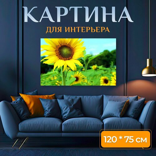 Картина на холсте "Подсолнуха, желтый, летом" на подрамнике 120х75 см. для интерьера