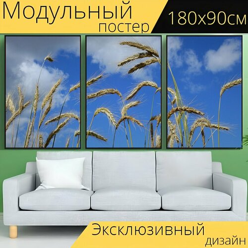 Модульный постер "Рожь, сельское хозяйство, зерновой" 180 x 90 см. для интерьера