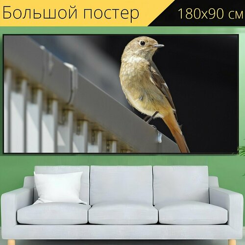 Большой постер "Даурская горихвостка, птица, животное" 180 x 90 см. для интерьера