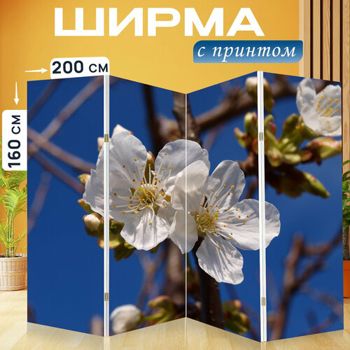 Ширма перегородка с принтом "Цветение вишни, белый цветок, вишня" на холсте - 200x160 см. для зонирования, раскладная
