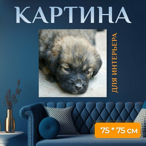 Картина на холсте "Щенок, собака, талисман" на подрамнике 75х75 см. для интерьера