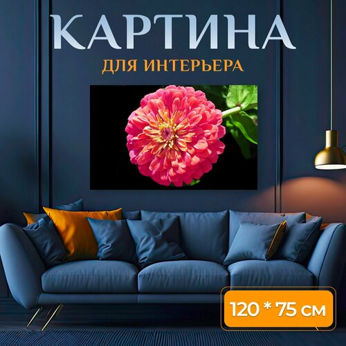 Картина на холсте "Цинния, цветок, сад" на подрамнике 120х75 см. для интерьера