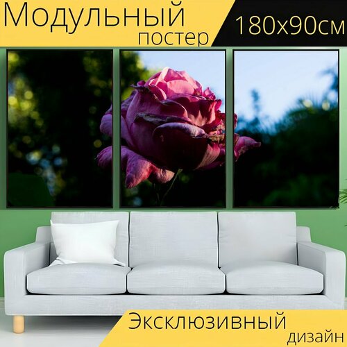 Модульный постер "Розовый, розы, цветы" 180 x 90 см. для интерьера
