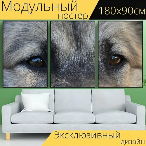 Модульный постер "Собака, взгляд собаки, глаза цвета фундука" 180 x 90 см. для интерьера