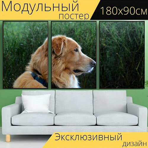 Модульный постер "Собака, золотистый ретривер, животное" 180 x 90 см. для интерьера