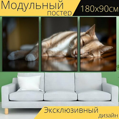 Модульный постер "Абиссинский, кошка, домашний питомец" 180 x 90 см. для интерьера