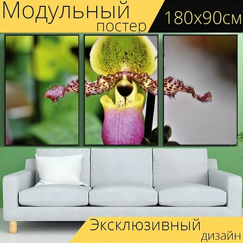 Модульный постер "Орхидеи, орхидея цветок, цвести" 180 x 90 см. для интерьера