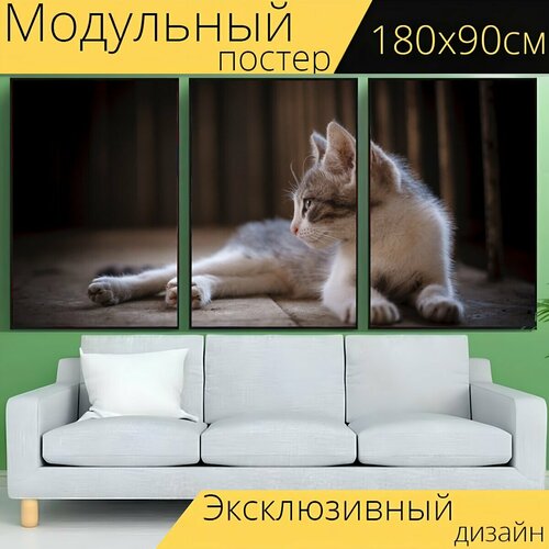 Модульный постер "Кошка, портрет, милый" 180 x 90 см. для интерьера