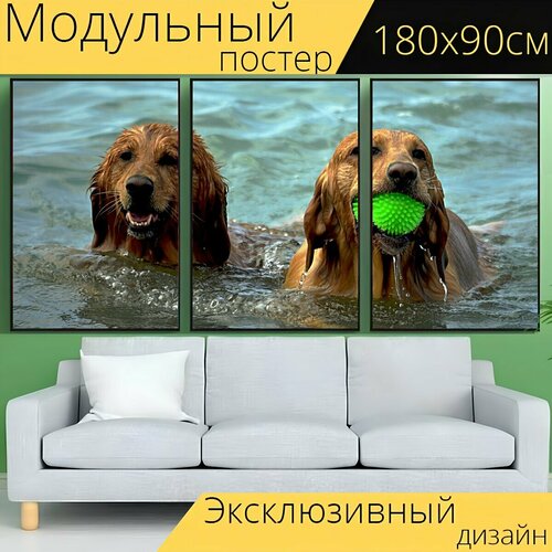 Модульный постер "Собаки, пляж, мокрый" 180 x 90 см. для интерьера