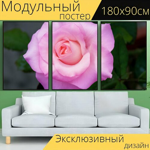 Модульный постер "Роза, розовая роза, розовый" 180 x 90 см. для интерьера