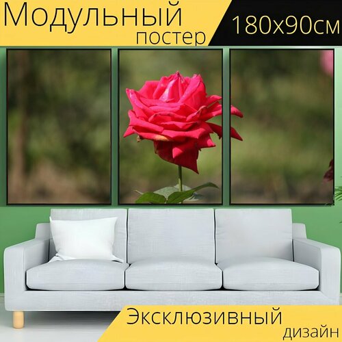 Модульный постер "Красная роза, роза, цветы" 180 x 90 см. для интерьера