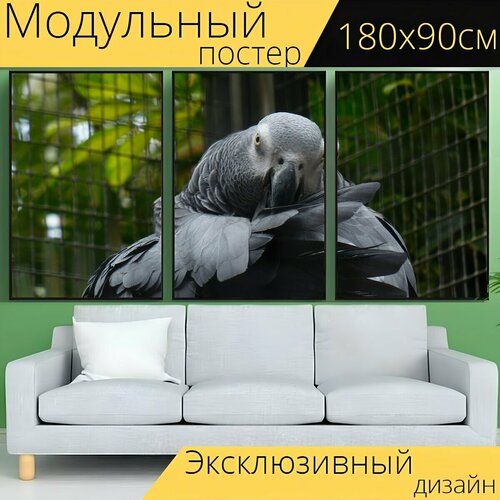 Модульный постер "Попугай, птица, серый" 180 x 90 см. для интерьера