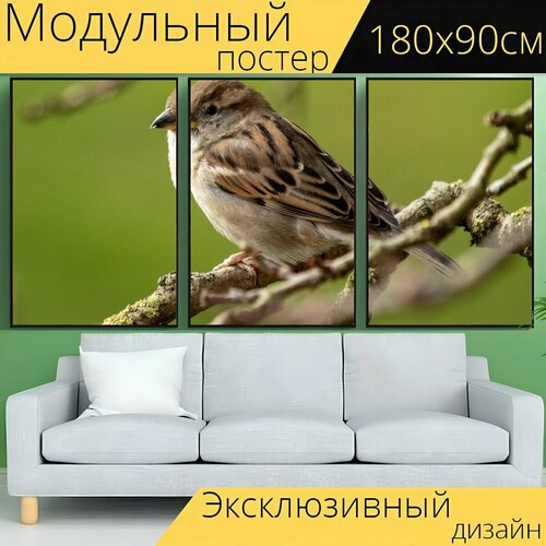 Модульный постер "Домовый воробей, птица, ветви" 180 x 90 см. для интерьера