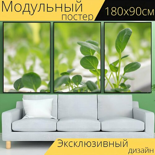 Модульный постер "Овощные, чистые овощи, аэропоники овощей" 180 x 90 см. для интерьера