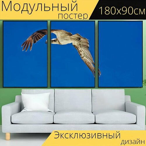 Модульный постер "Хищные птицы, летающий, скопа" 180 x 90 см. для интерьера