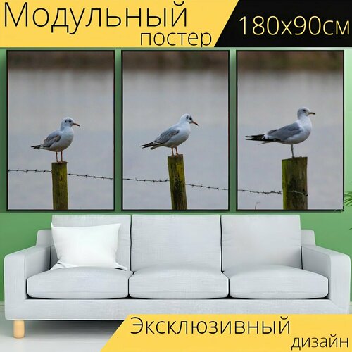 Модульный постер "Птицы на пост, птицы, птичий" 180 x 90 см. для интерьера