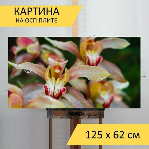 Картина на ОСП 125х62 см. "Саймбидиум, цветок, орхидея" горизонтальная, для интерьера, с креплениями