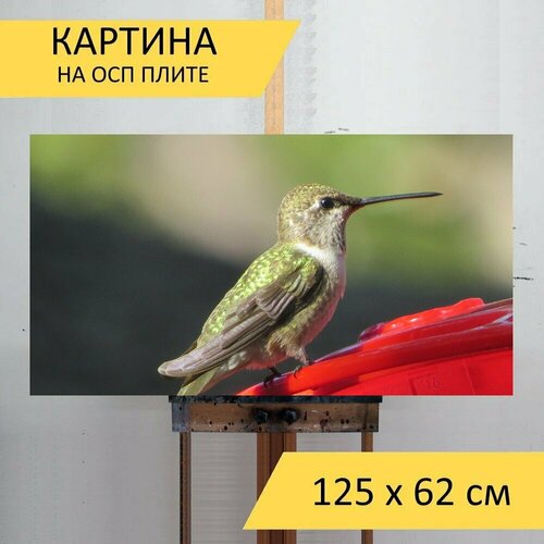 Картина на ОСП 125х62 см. "Птица, колибри, дикая природа" горизонтальная, для интерьера, с креплениями