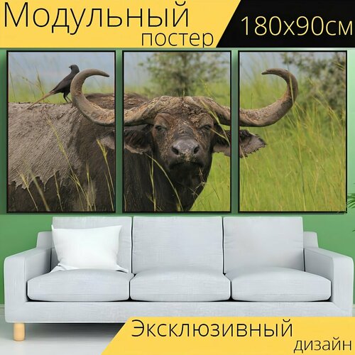 Модульный постер "Африканец, буйвол, бык" 180 x 90 см. для интерьера