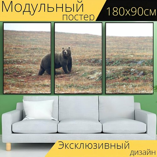 Модульный постер "Медведь, бурый, хищник" 180 x 90 см. для интерьера