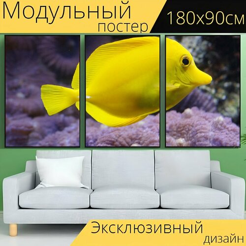 Модульный постер "Лимонный хирург, лимон доктор рыба, доктор рыба" 180 x 90 см. для интерьера